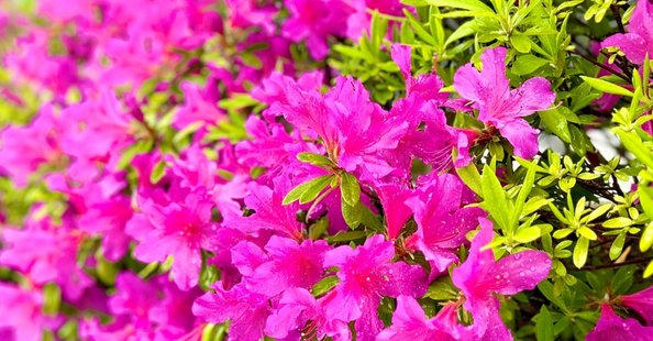 ayano_leizei 冷泉あやの｜note