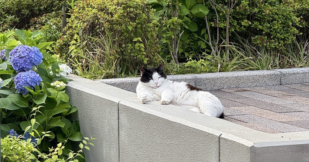 購入の検討｜kamera_kozo