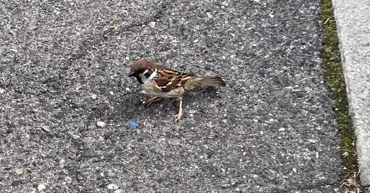 今を楽しむ｜Kamo