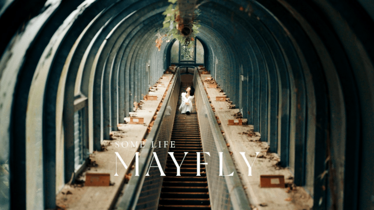 Mayflyについて｜DAIYA-TAN