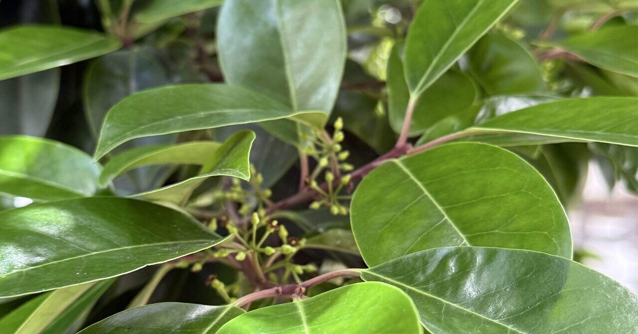 樹を見てある記 2025.6.4｜樹木も人も笑顔に、樹木医mimi ( 三戸 久美子 )