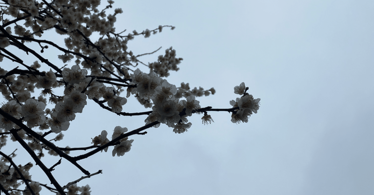 二月十六日｜茉莉花｜note