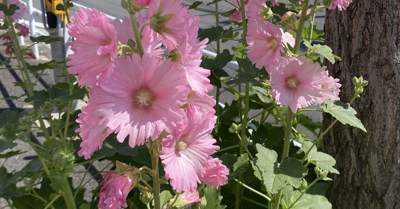 立葵花盛り｜之哲／Yuki Satoru