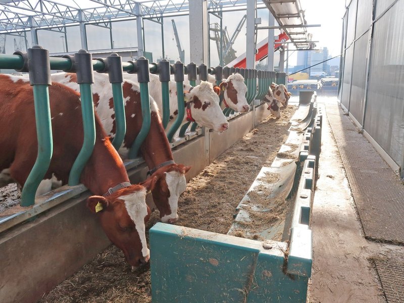 【オランダ】ロッテルダム 川に浮かぶ牧場?!「Floating Farm」｜AMI HUIS（Ami Kawanishi）｜note