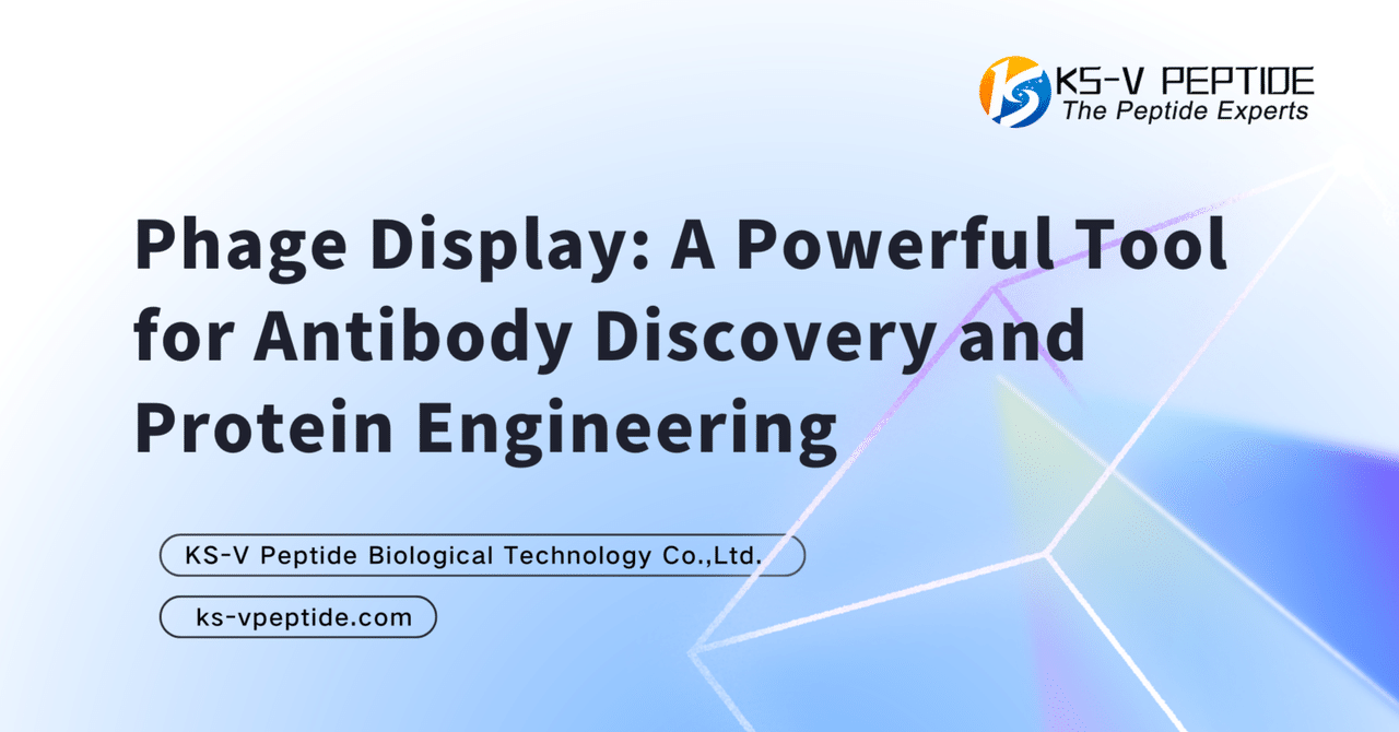 Phage Display: A Powerful Tool for Antibody Discovery and Protein Engineering｜whpeptide
