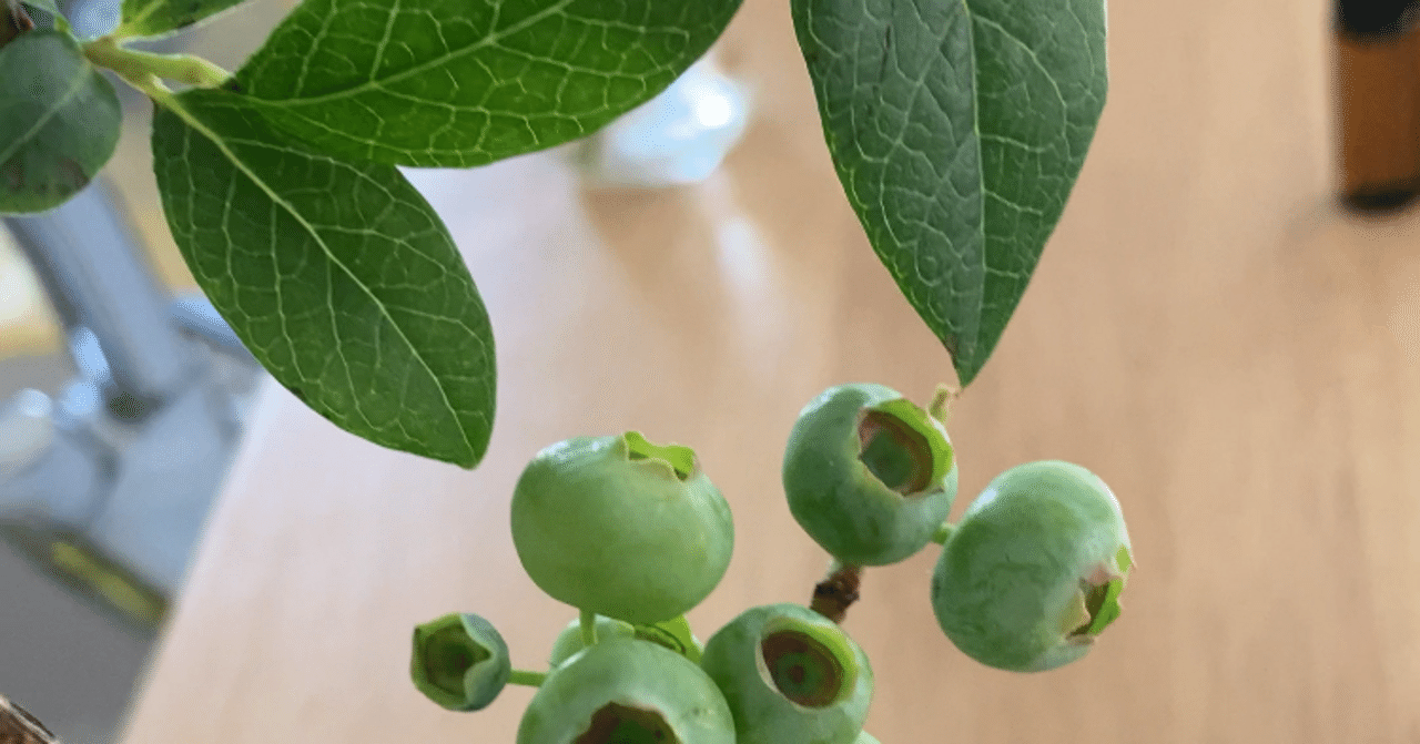 ブルーベリーと思い出｜melt.aoi