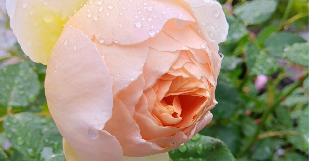 薔薇・ジュード・ジ・オブスキュア｜mimi fleur