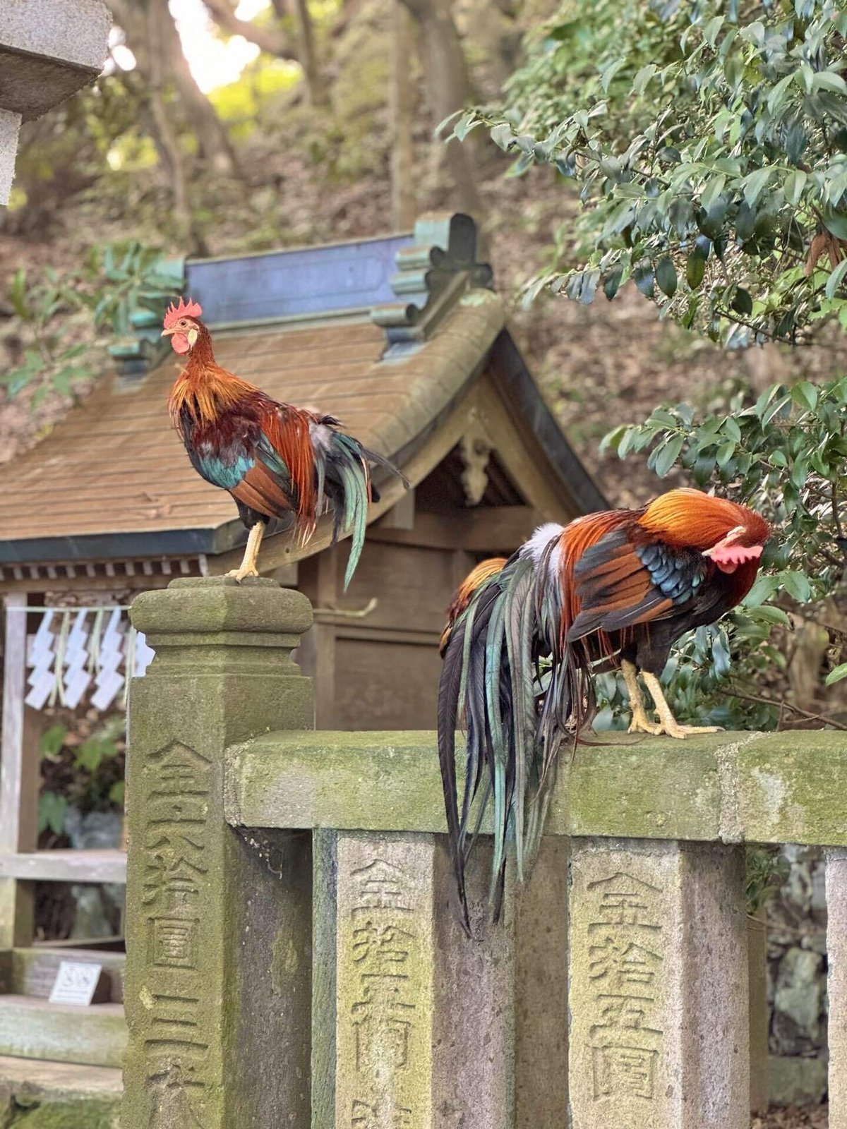 No.047: 大甕神社（茨城）｜null