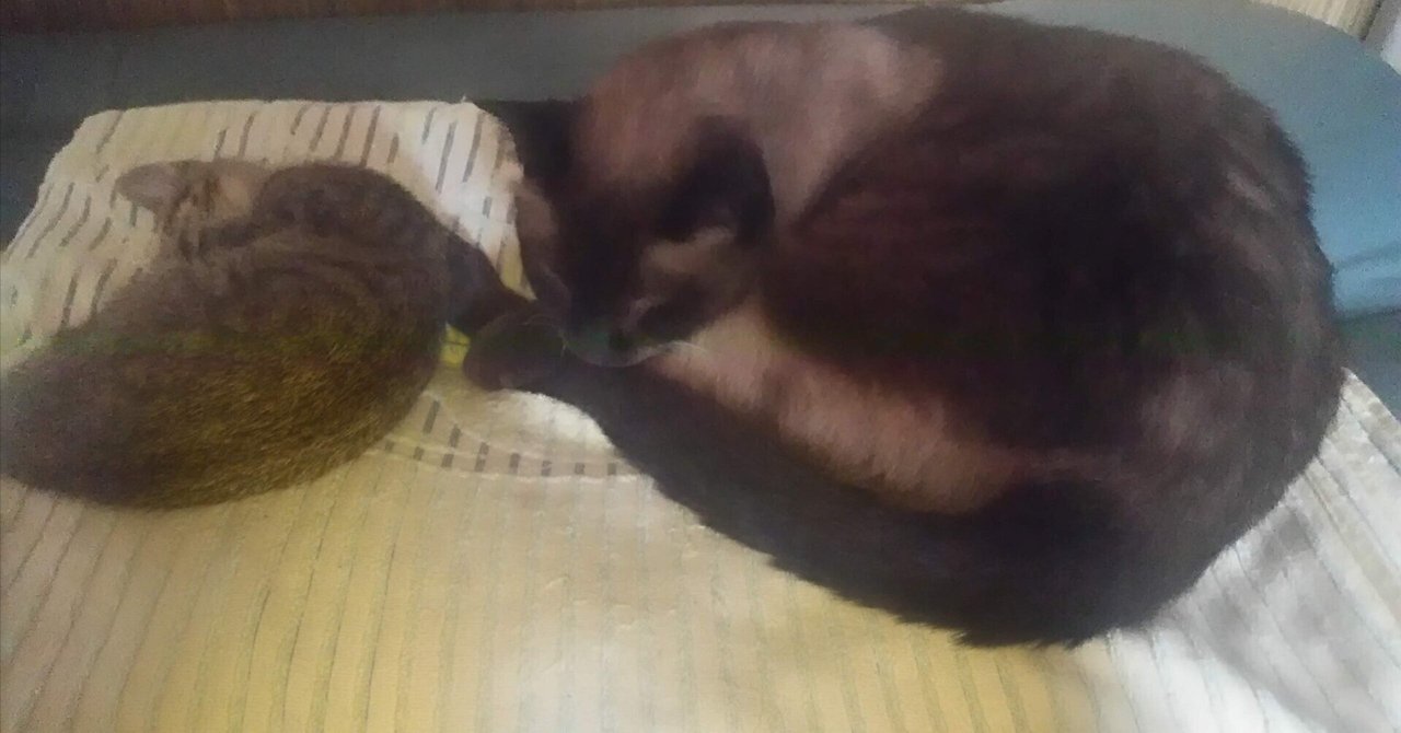 本日の晩御飯[6/6]｜kei1diablo