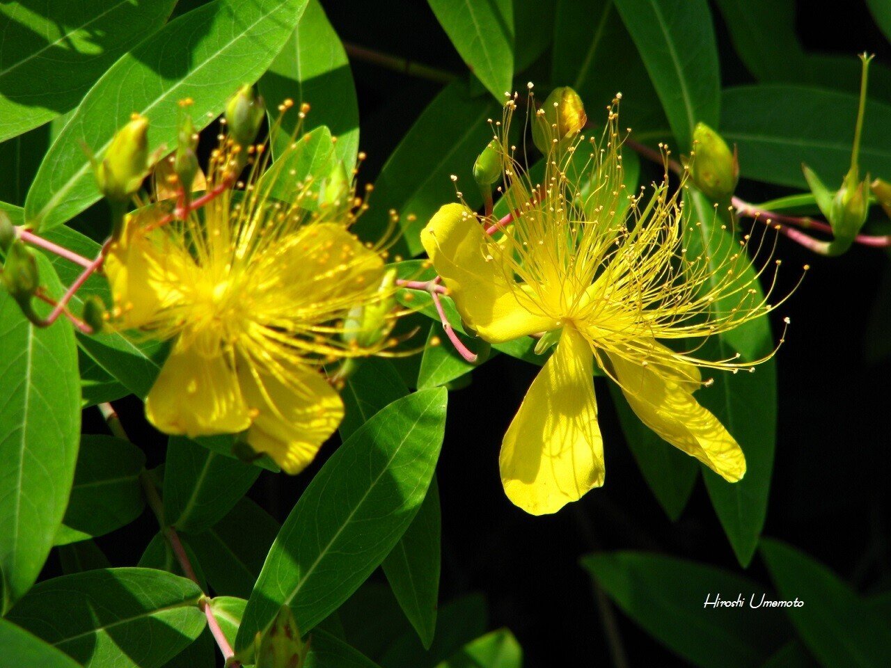 ビヨウヤナギ（Hypericum monogynum）未央柳、美容柳、美女柳 中国名：金丝桃（金线蝴蝶、金丝海棠、金丝莲、土连翘） とても繊細 ...
