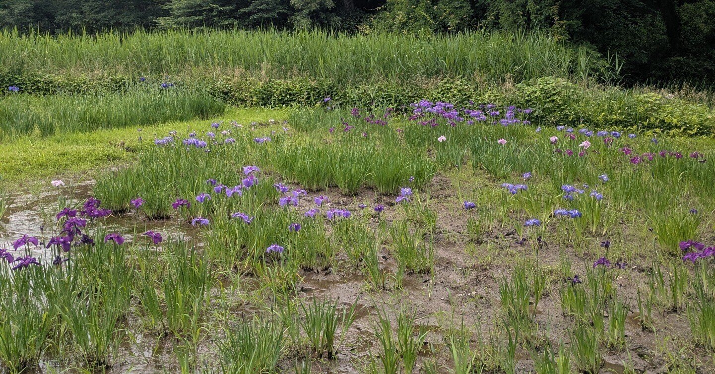 森の魔女Ayano｜note