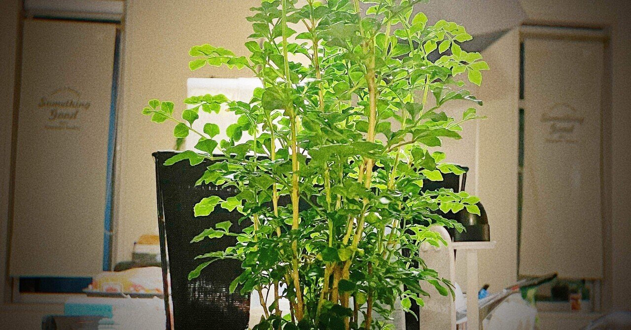 人生を豊かにする｜Ability Lifework counseling