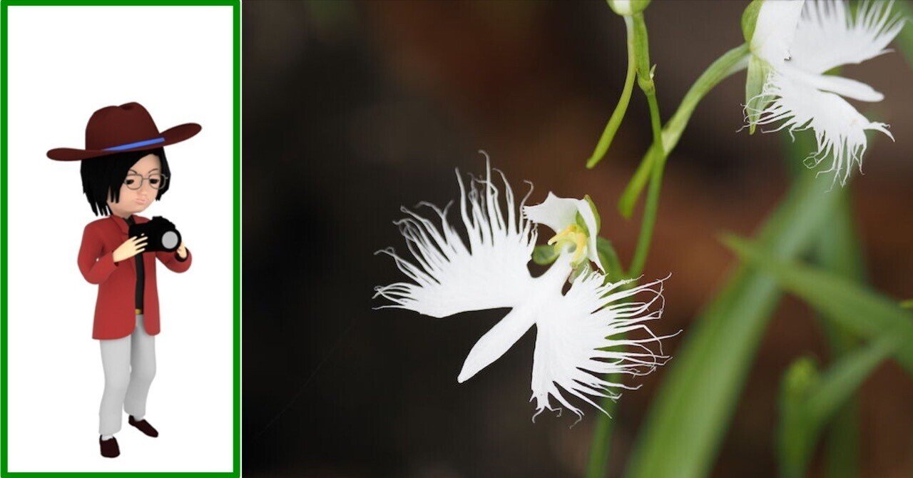 東京で見るサギソウ（鷺草）の花｜Tom.Msn