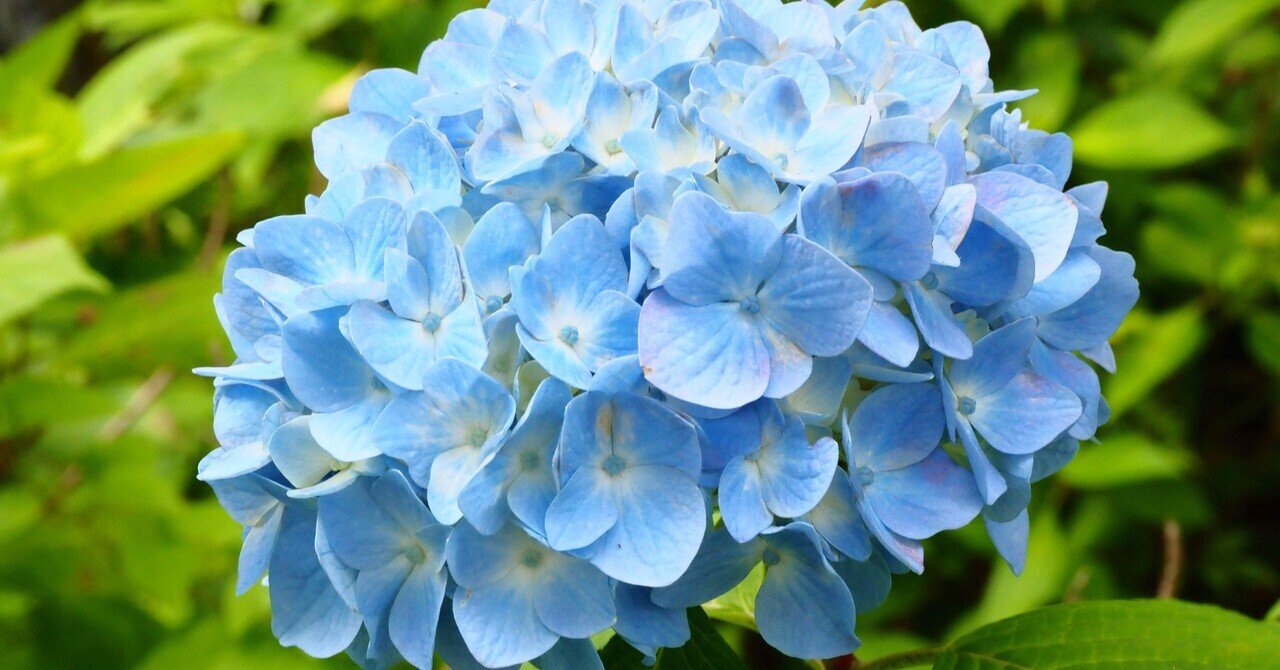 紫陽花と海｜yuzuo