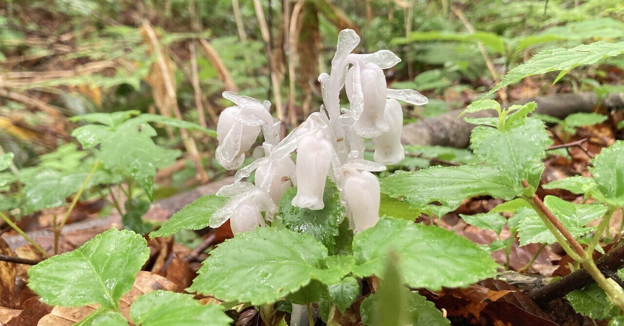 Silver-Dragon Plant｜Shiho