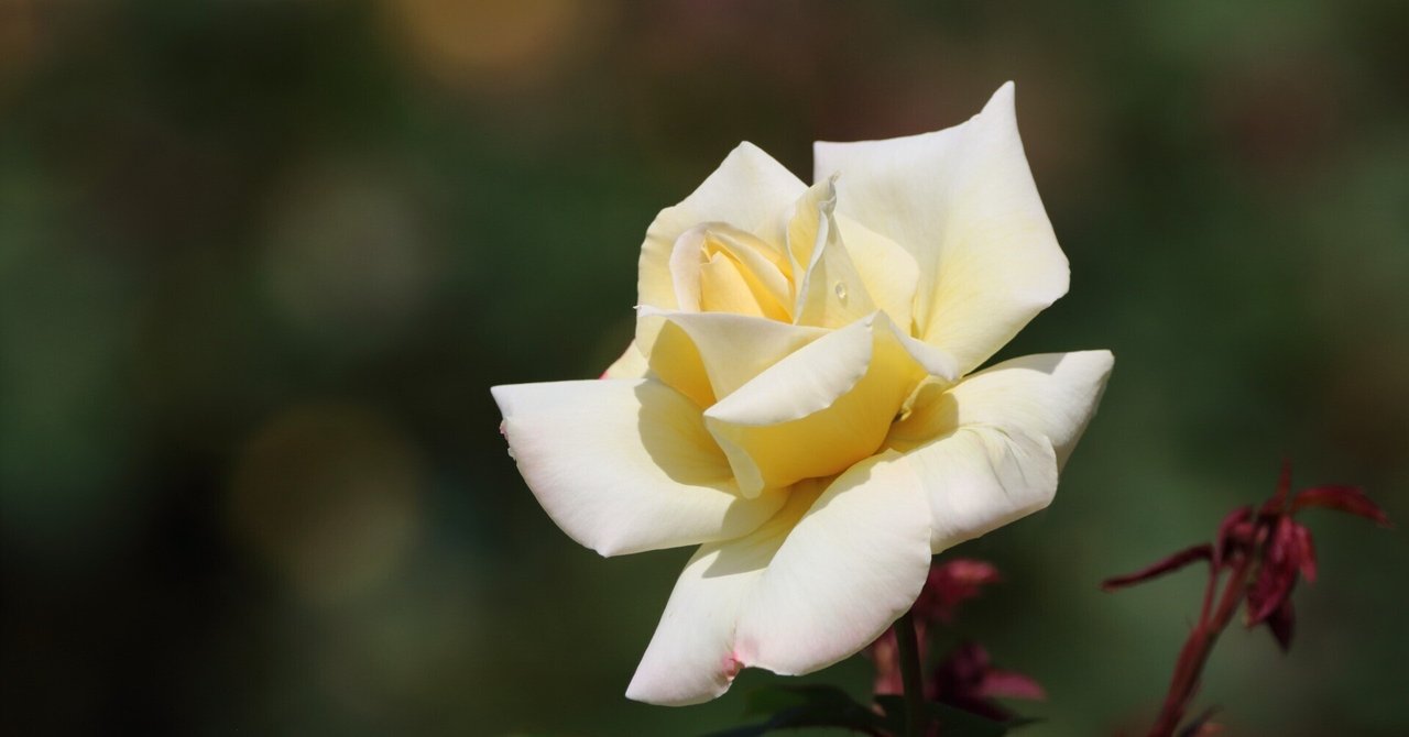 Stroll & Snaps, Vol. 129: 界隈の艶｜Strolling Ricky