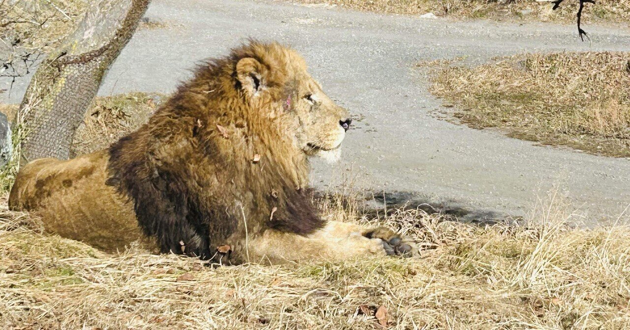 『ライオンのおやつ』を読んで、今のわたしが感じた“死”のこと。｜yucca