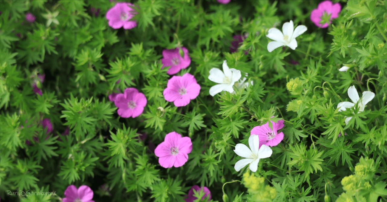 【感動の復縁】元カレが「もう一度やり直したい」と思わせる7つの心理テクニック｜「元ダメ恋愛体質の私が実践した方法」CocoCute