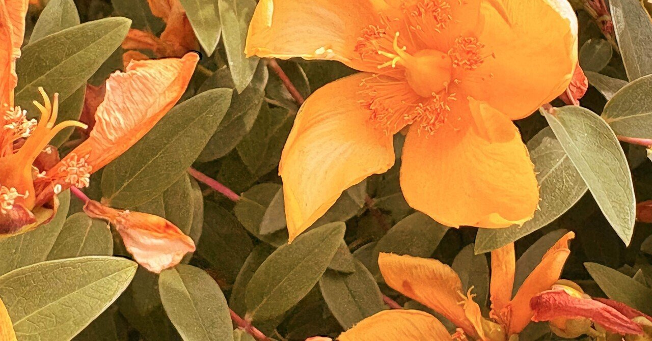 somewhere in the sky987。｜ミテイナリコ(MITEI NARICO)