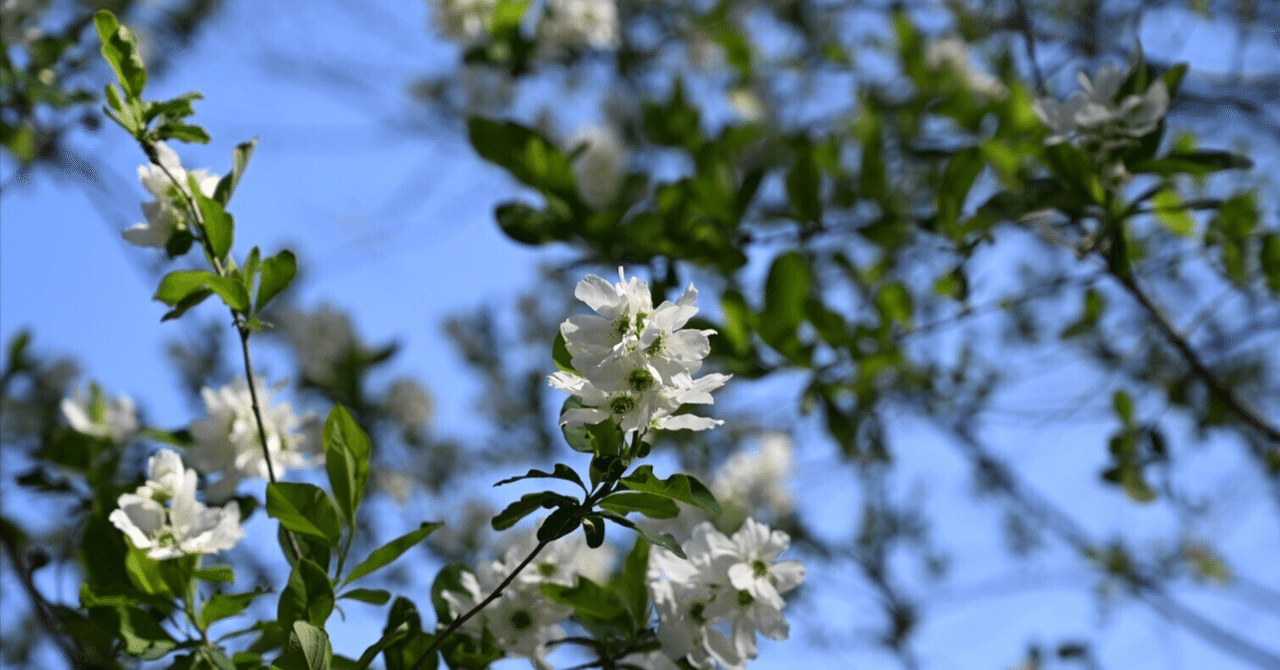 距離を置く権利｜Rumi Kusunoki