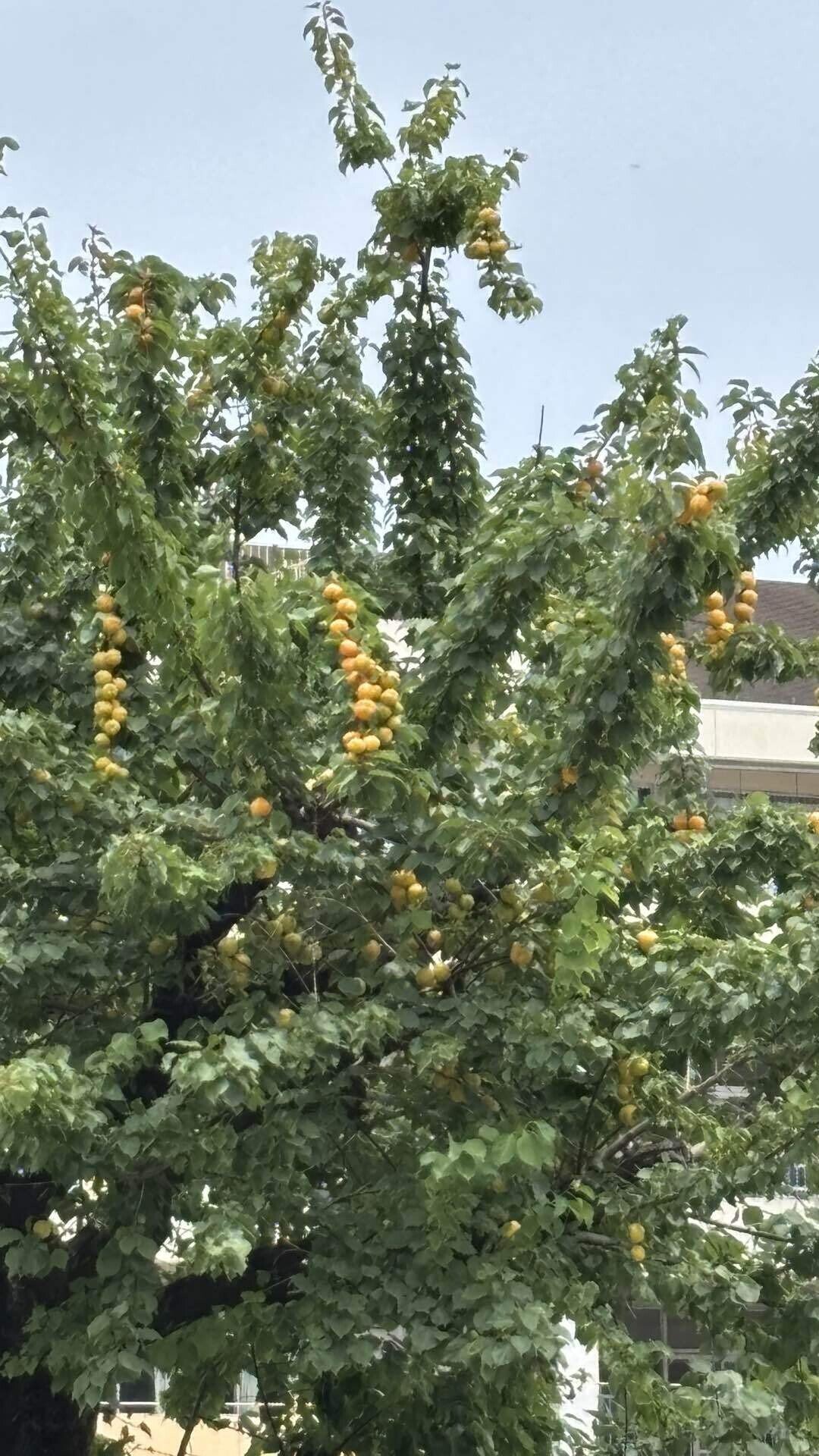 私からは特に用もないので[日記]｜nemui👓🐈‍⬛