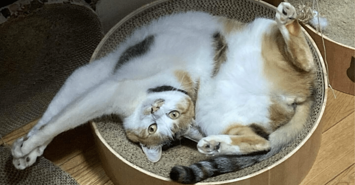 ”画力”が気になるこの4人｜Moosan