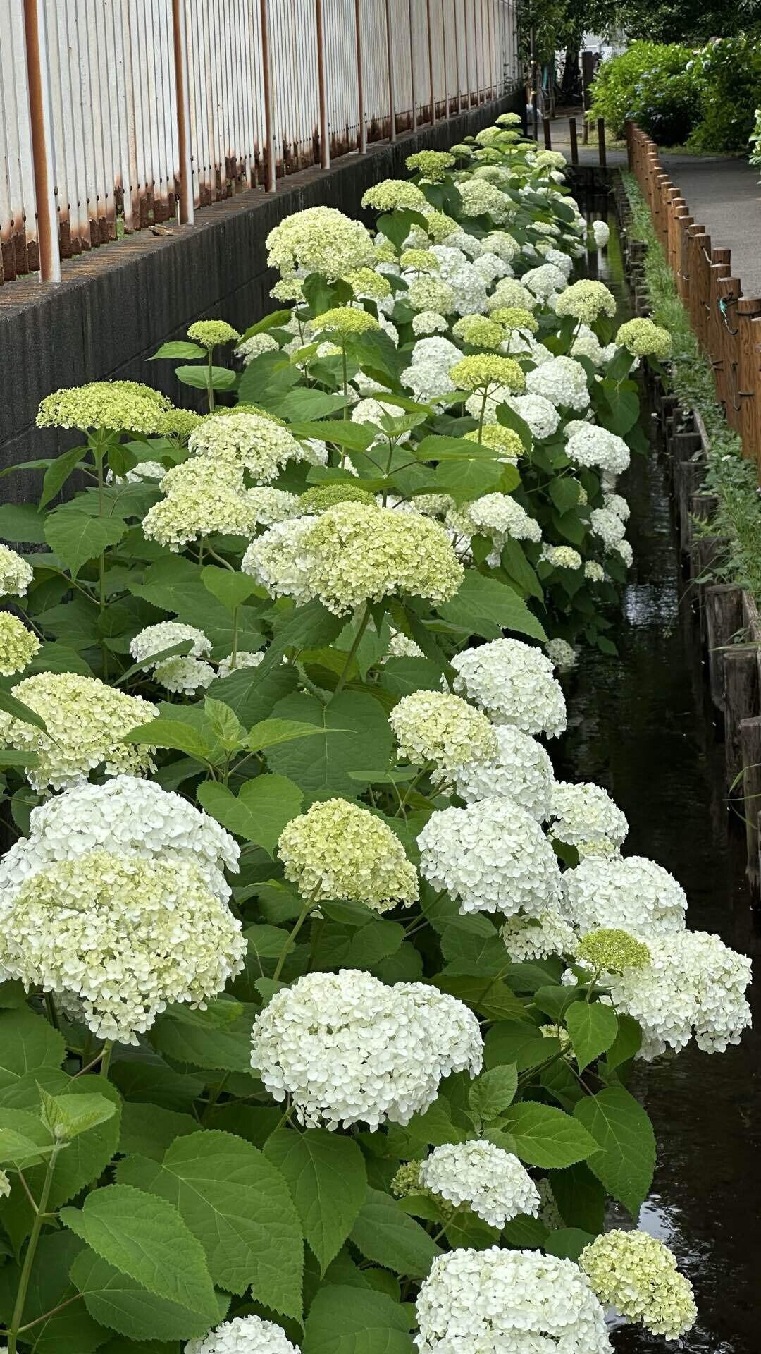 あじさい鑑賞｜Kumi_kii