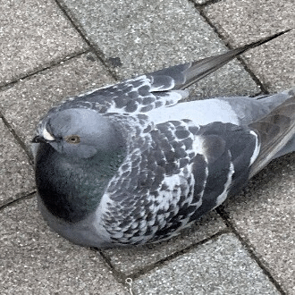 料理上手よりも少食のほうが節約になる｜みつき@C106（日）南 “g”－13a