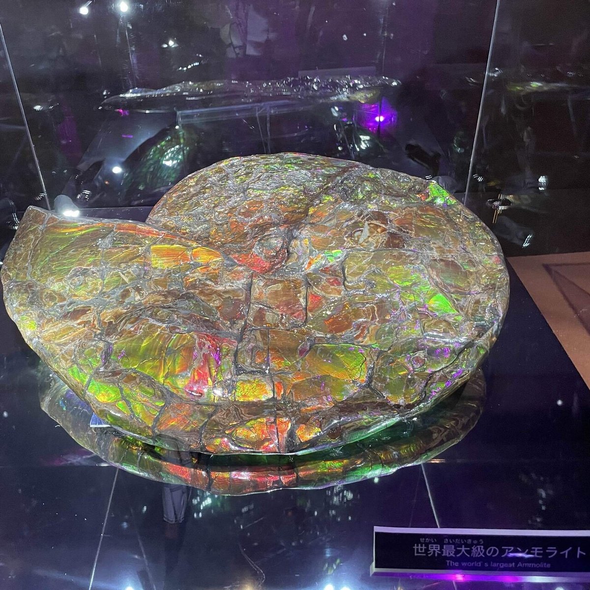 【大阪・関西万博 #53 PASONA NATUREVERSE｜Orika