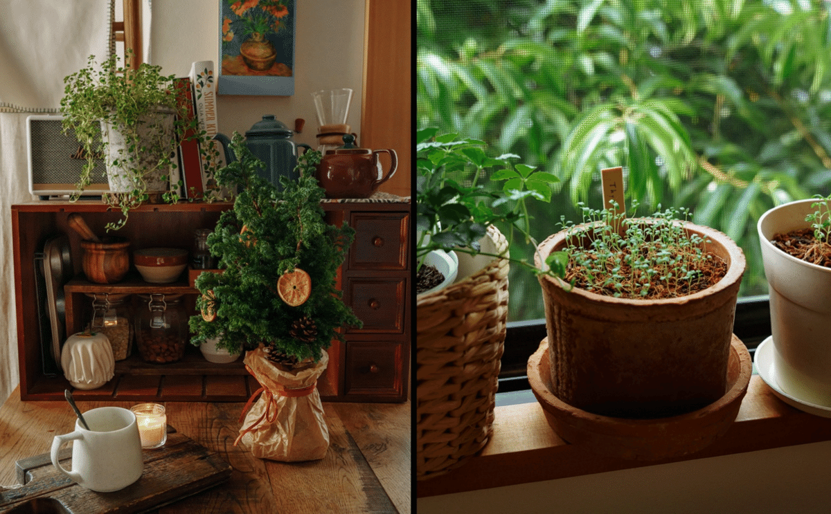 撮影に使っているカメラと動画編集ソフトの話｜Morning Mallow