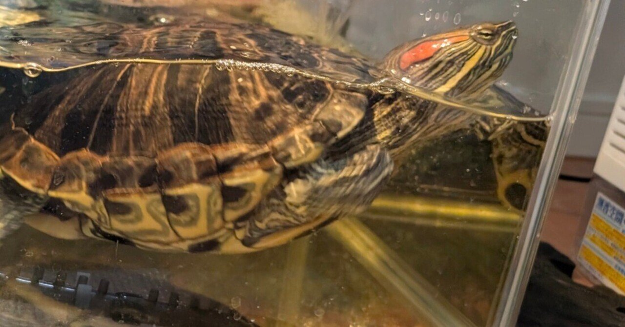 【アクアリウムDIY】90cmオーバーフロー水槽化計画！泡立ちよ、さらば！奇跡の透明度復活！｜100日後にアクアリウムを楽しみたい猫