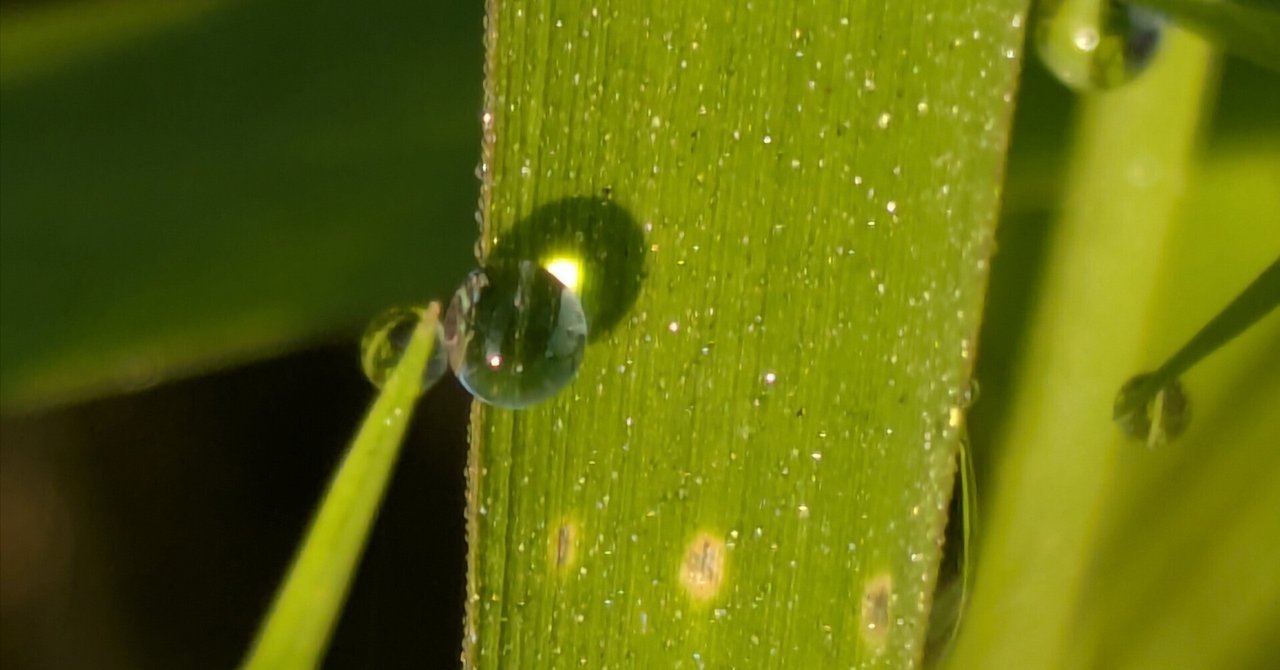 ある試みを始めてみた #29｜ichiro70