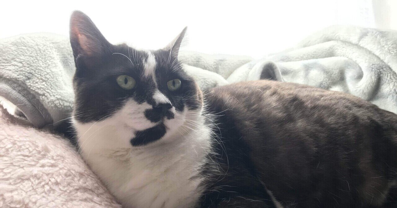 ももちゃんがそちらに向かいました｜merry_matsu