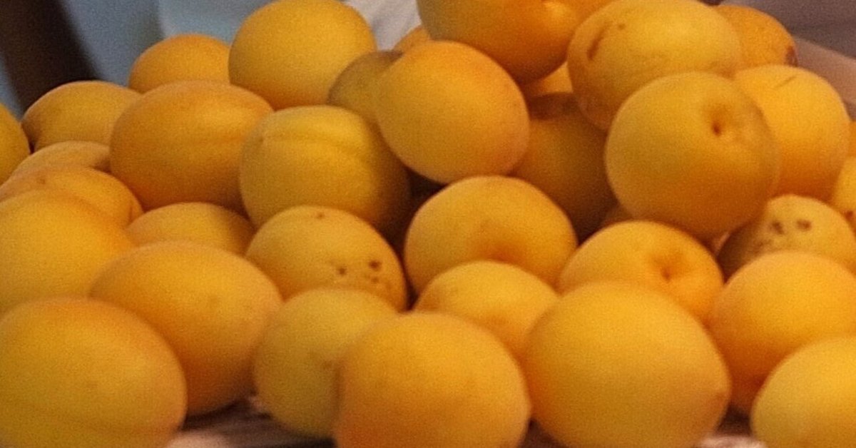 猫百態 梅雨｜Rabi Sato