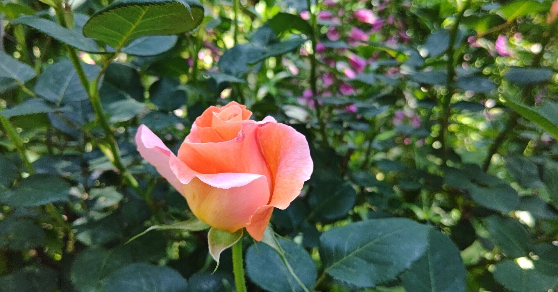 山住玲子（Yamazumi Reiko）｜note