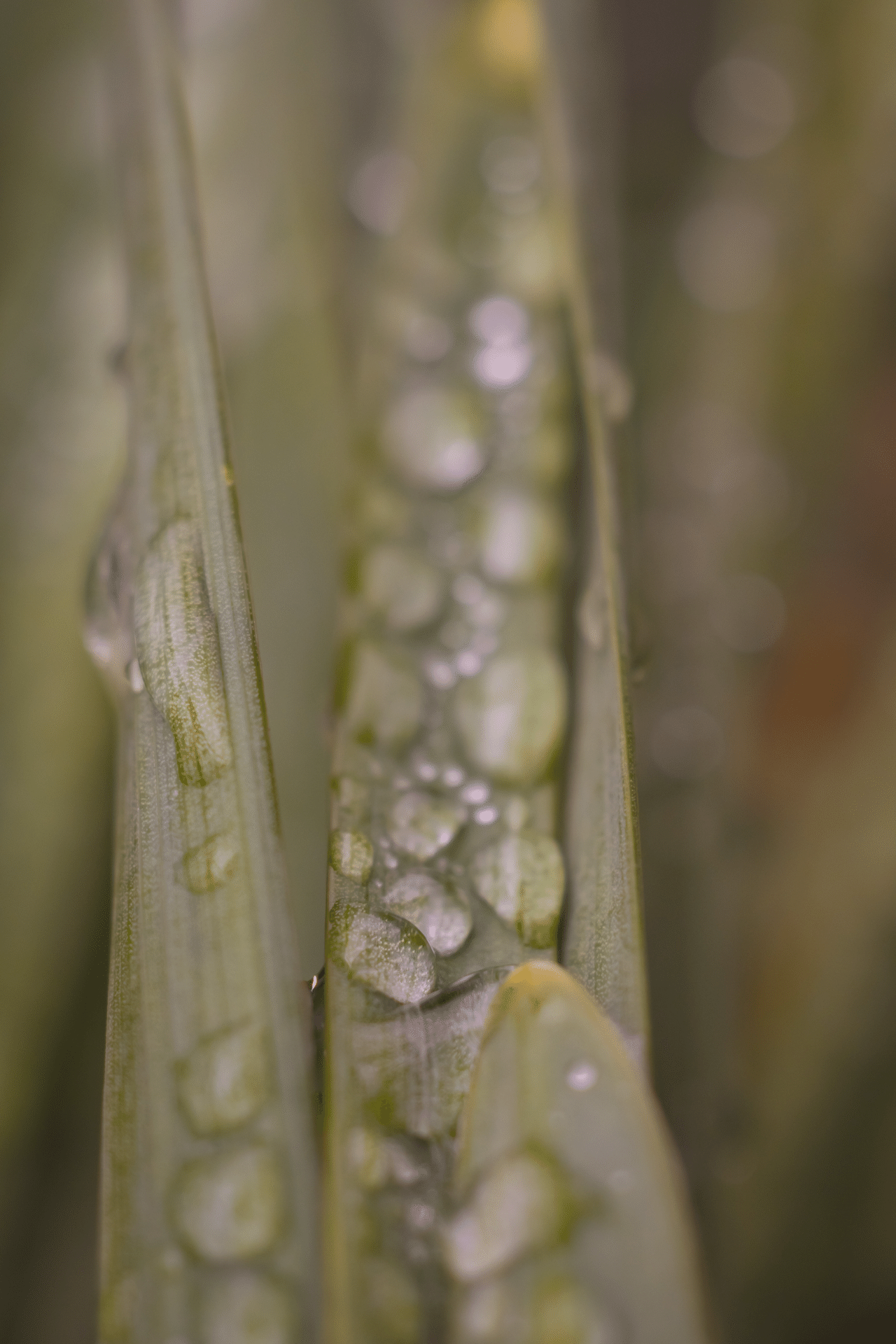 紫陽花が色づきはじる雨の朝傘を斜めに夢の半分 AI Micro-Nikkor 55mm f/3.5｜Shinichi Sendagi