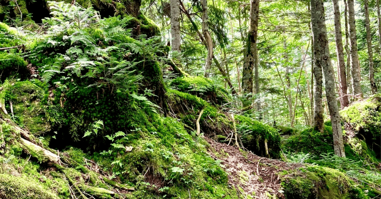 林業の現状から見る日本の森林保護と持続可能な社会への道筋｜青木善則｜JOURO Inc.代表