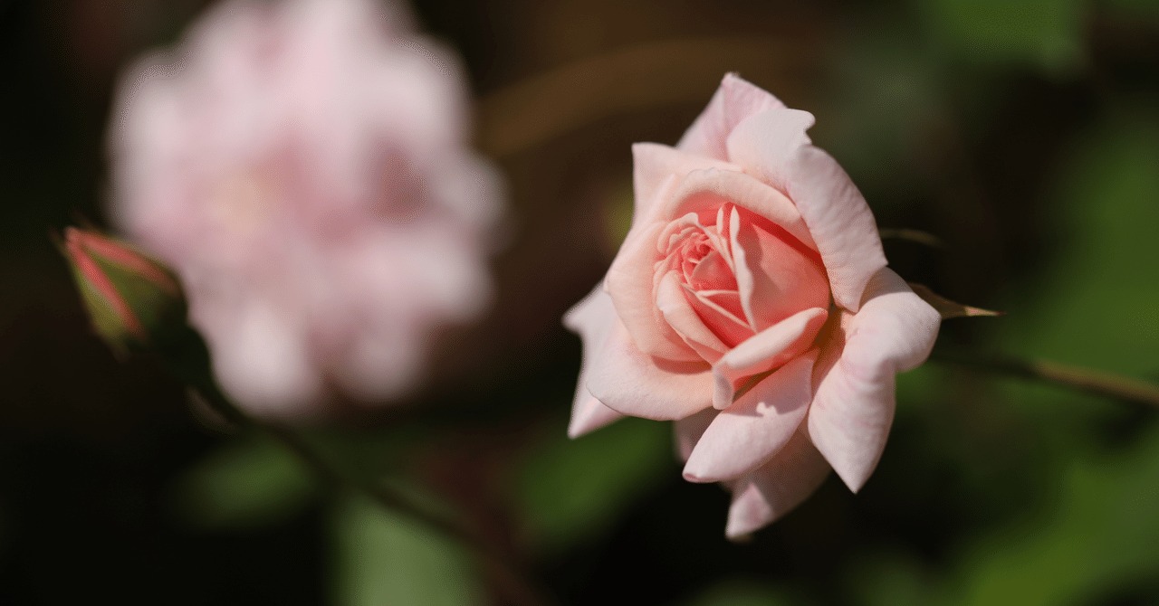 人生の後半、触れあう悦びを取り戻した私たち─ もう一度、愛し合うことを始めた｜Lazie/ラジー&Toby/トビー