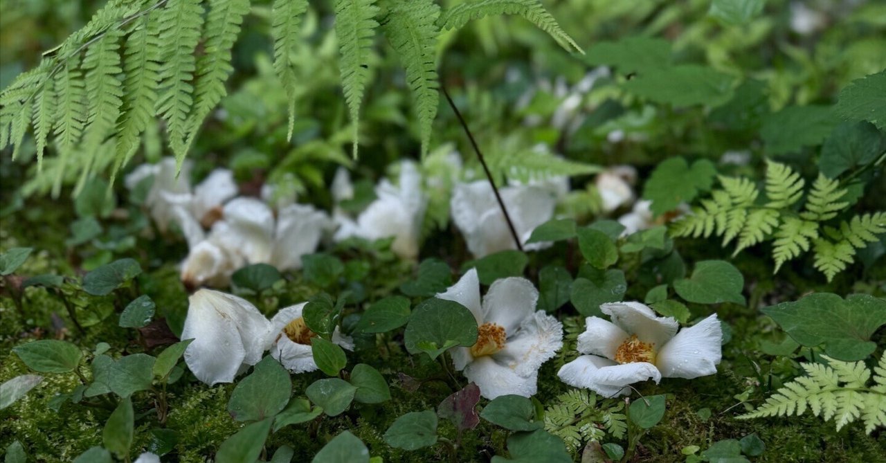 夏椿の咲く裏庭｜季節花人 | Shoko Kondo