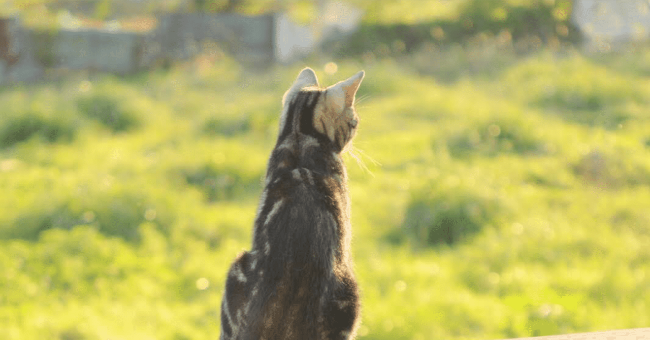 相合傘は片思いのカタチ 1823字｜安道久一郎 Qichiro Ando