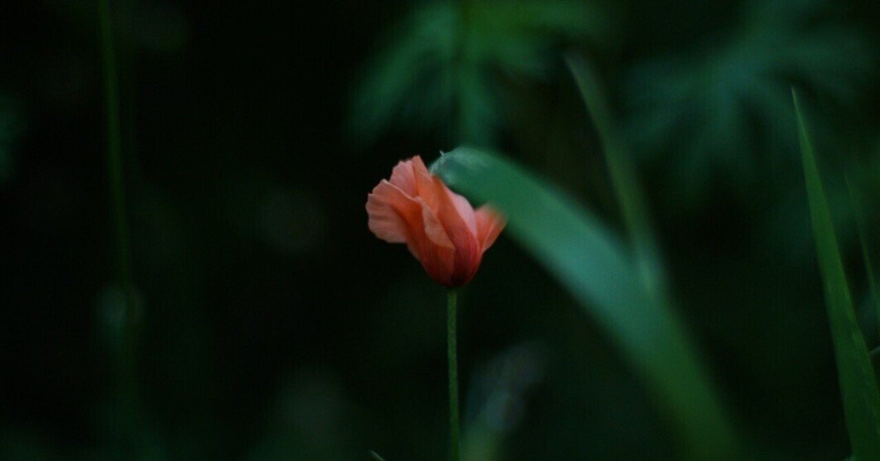 アーカイブ｜shin ikegami