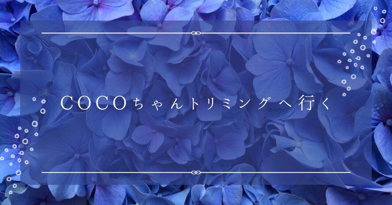 トリミング難民がサロンに出逢うまで｜coco_1207