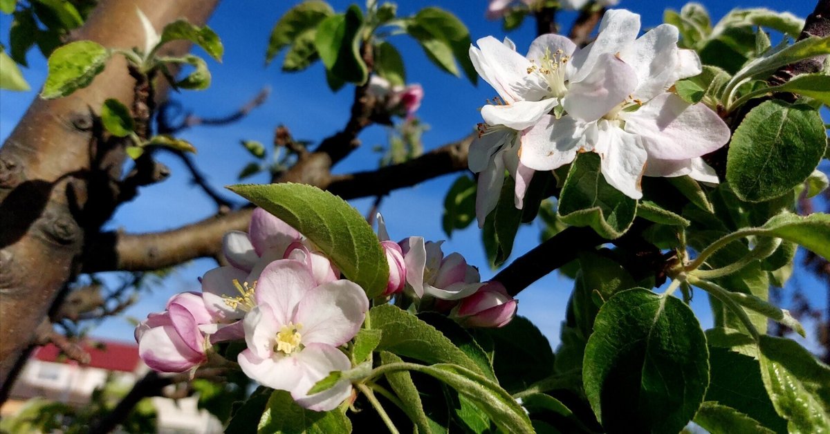 大好きなアン、と私。【映画『赤毛のアン ～グリーンゲーブルズへの道～』】｜琴ノ葉みかん (Mikan Kotonoha)