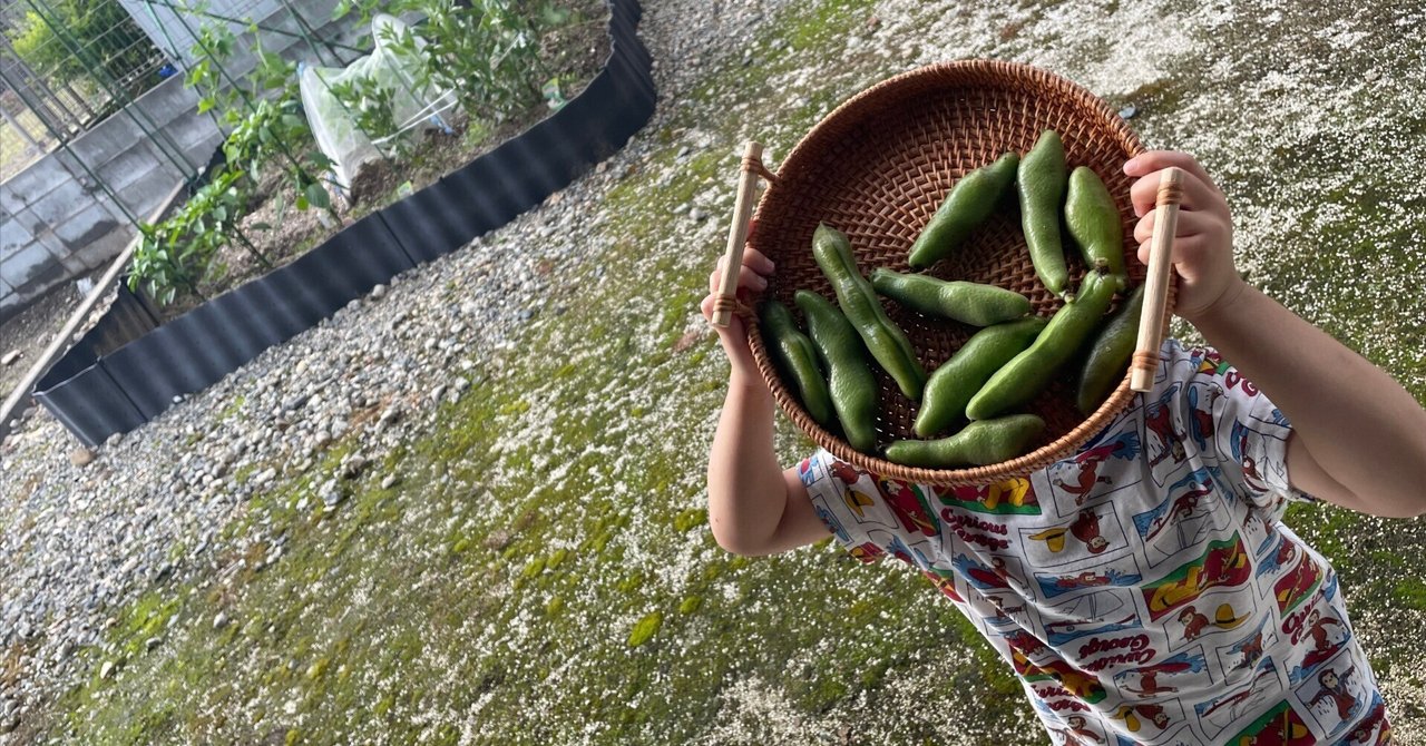 そら豆31房の収穫｜plm_kurashi