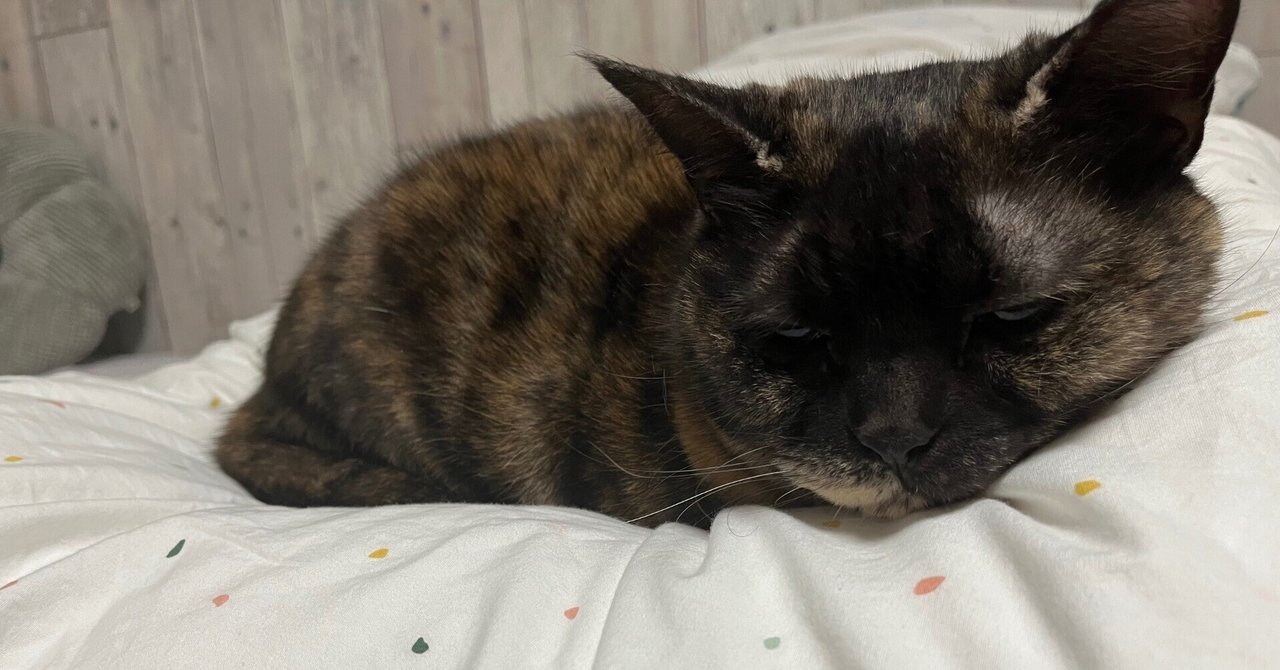 怠惰英語13日目｜川勢 七輝