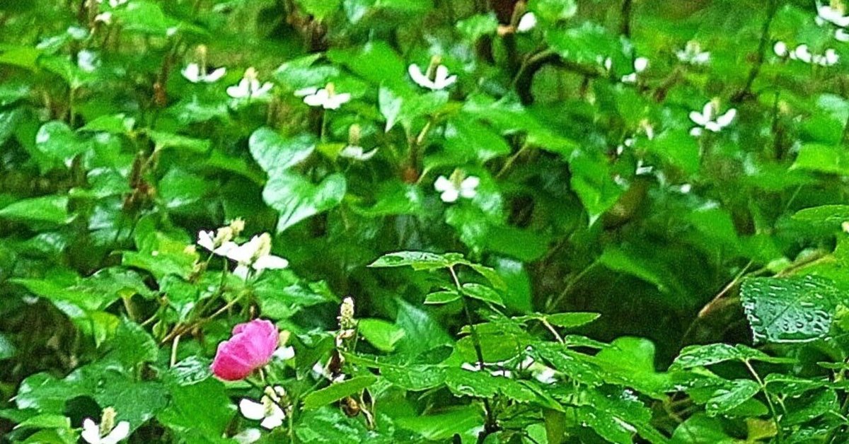 猫百態 雨、一凛｜Rabi Sato