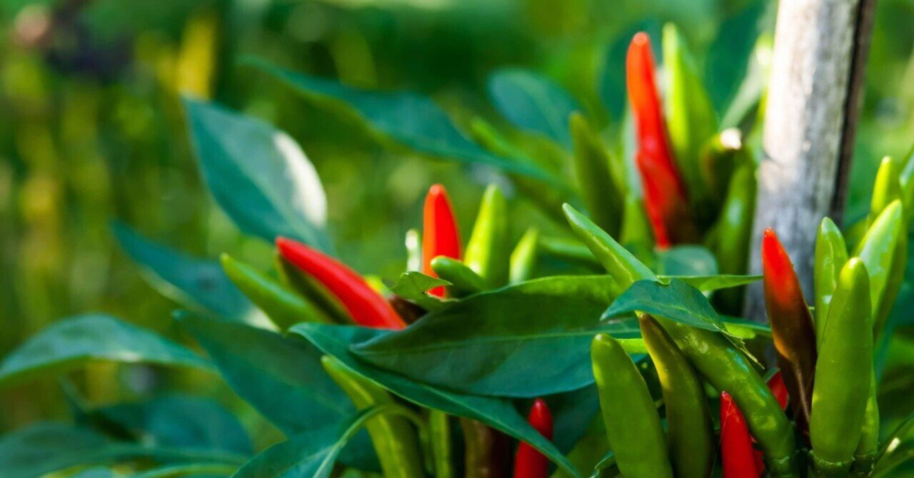 実るほど、頭は垂れるのか？｜taco_sta_gram