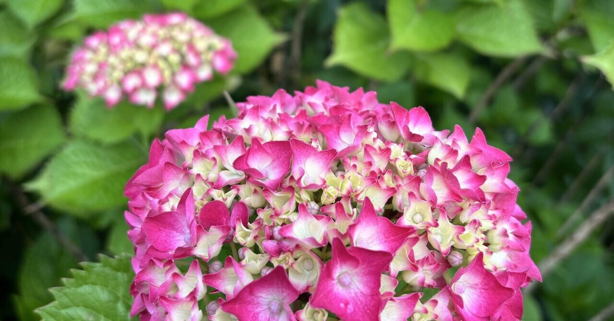 いろいろな紫陽花｜tsukimi-aiko