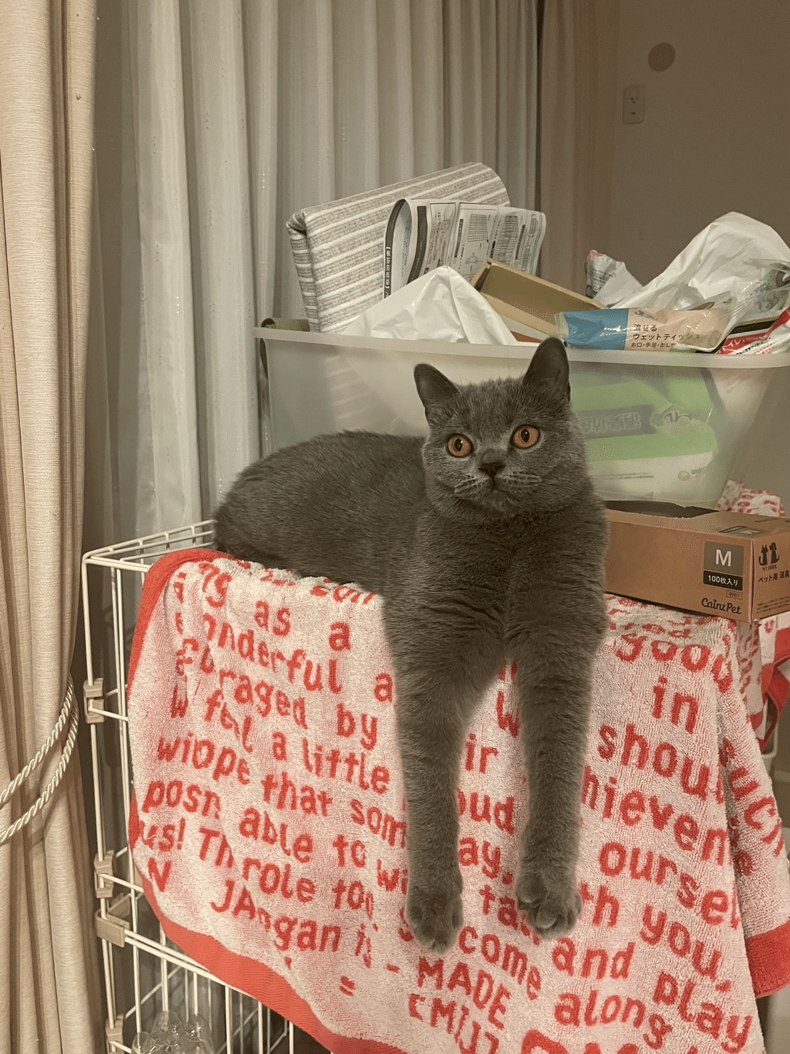 脚長アピールをしてくる我が家の猫｜Moco pet note|動物看護師資格もちのペット知識ノート