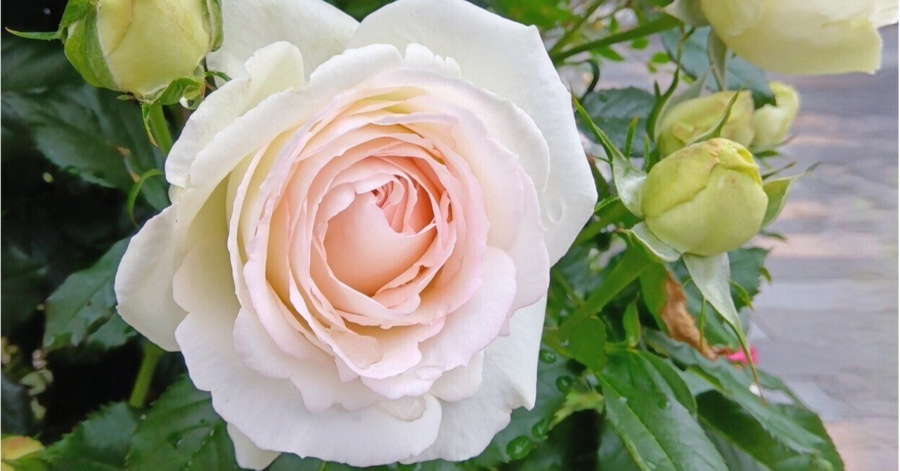 薔薇・ブランピエールドゥロンサール｜mimi fleur